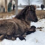 Toodle Tour in Port Hope Ontario - Encountering the Nigerian Dwarf Goats