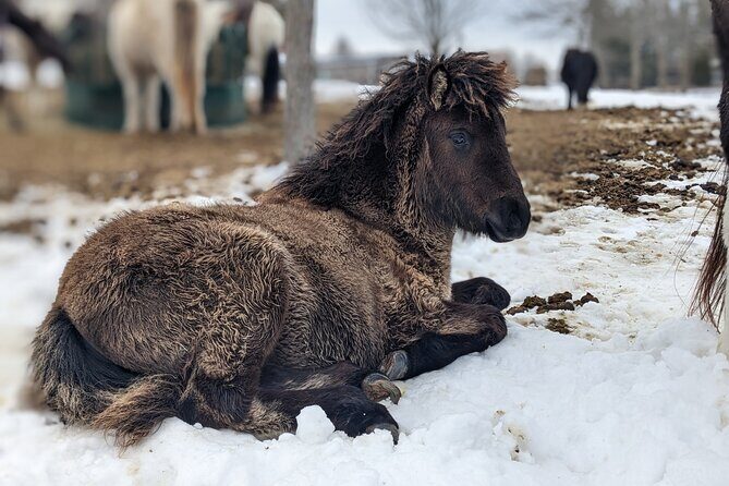 Toodle Tour in Port Hope Ontario - Encountering the Nigerian Dwarf Goats