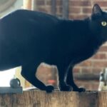 Top Shelf Distillery Tour - Practical Details and Value