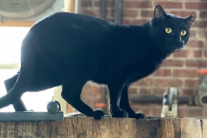 Top Shelf Distillery Tour - Practical Details and Value