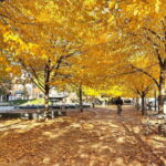 Toronto: City Walking Tour - The Practicalities