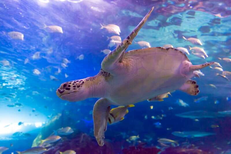 Toronto: Ripley's Aquarium of Canada Entry Ticket - What to Expect During Your Visit