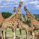 Tour Africam Safari in Puebla - The Sum Up: Why You Should Consider Africam Safari in Puebla