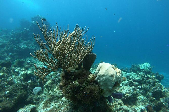 Tour Cozumel Snorkel Experience! Lunch & Transportation only from Cancun - What Travelers Might Love