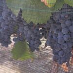 Tour of the Tradition and History of Cheese and Wine in Querétaro - The Authentic Flavors & Cultural Depth