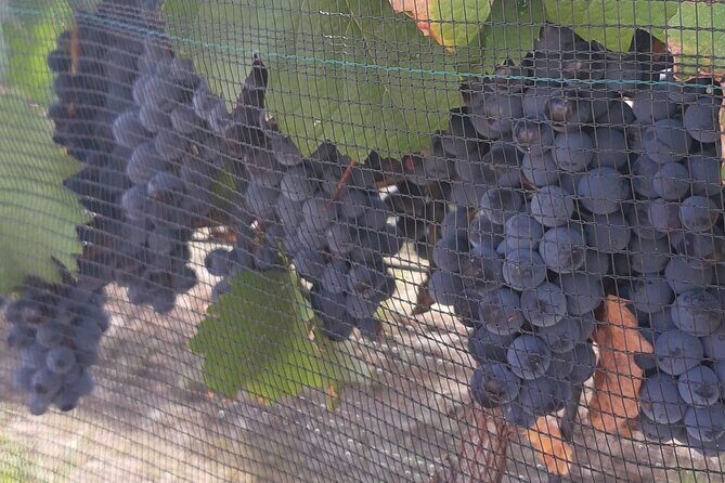 Tour of the Tradition and History of Cheese and Wine in Querétaro - The Authentic Flavors & Cultural Depth