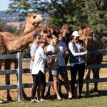 Tour, Taste & Camel Encounter - Why This Tour Offers Great Value