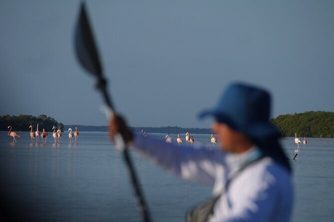 Tour the Mangroves in Kayak by Isla Holbox - Who Would Love This Experience?