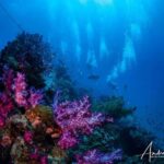 Townsville or Magnetic Island: Yongala Wreck Dive Day Trip - What Makes the Experience Truly Special?