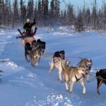 Traditional Dog Sledding Adventure in Yellowknife - Who Will Love This Tour?