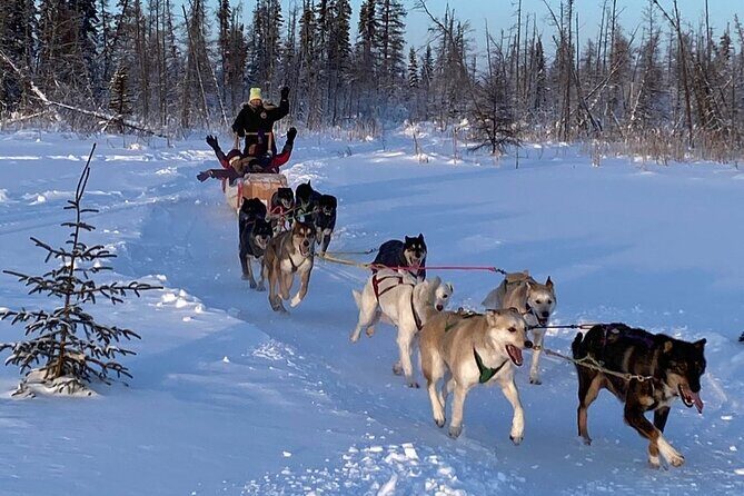 Traditional Dog Sledding Adventure in Yellowknife - Who Will Love This Tour?
