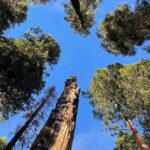 Transformative Outdoor Day Retreat Among the Giant Sequoias - FAQs