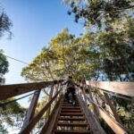 Tree Top Activity for Thrill Seekers and Adventurers in Adelaide - The Experience: What It Feels Like