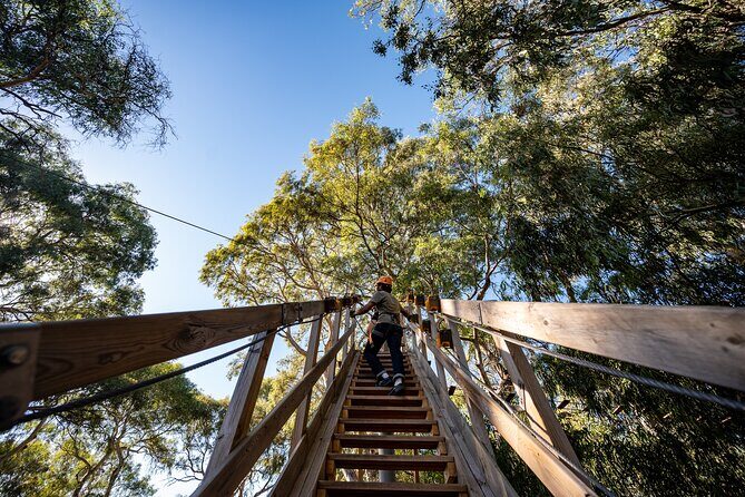 Tree Top Activity for Thrill Seekers and Adventurers in Adelaide - The Experience: What It Feels Like