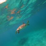 Trip to Mayan Ruins and Caribbean Village with Snorkeling - The Itinerary in Detail