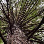 TRIPLE DEAL Wai-O-Tapu, Redwood Forest & Blue Springs Ex Auckland - Redwood Forest: Walking Among Giants