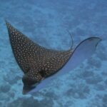 Try dive in Cozumel island - The Itinerary in Detail
