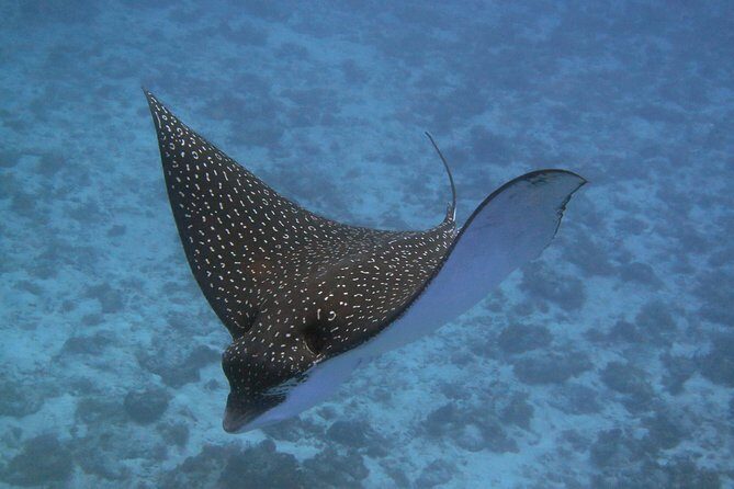 Try dive in Cozumel island - The Itinerary in Detail