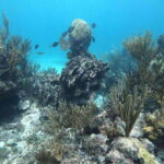 Tulum: 3 hour Snorkel & sailing experience - A Closer Look at the Experience