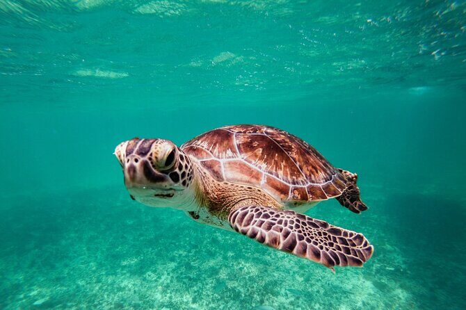 Tulum & Akumal: Swim with Turtles from Riviera Maya - The Experience from Reviews and Insights