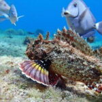 Tulum: Cozumel Cielo Snorkel Adventure from Cancun - Practical Considerations and Reviews Insights