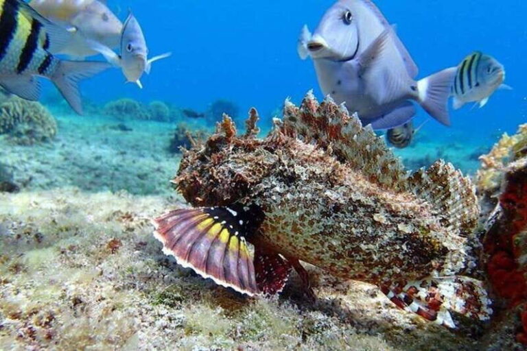 Tulum: Cozumel Cielo Snorkel Adventure from Cancun - Practical Considerations and Reviews Insights