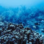 Tulum: Reef Snorkel Tour - The Experience in Detail