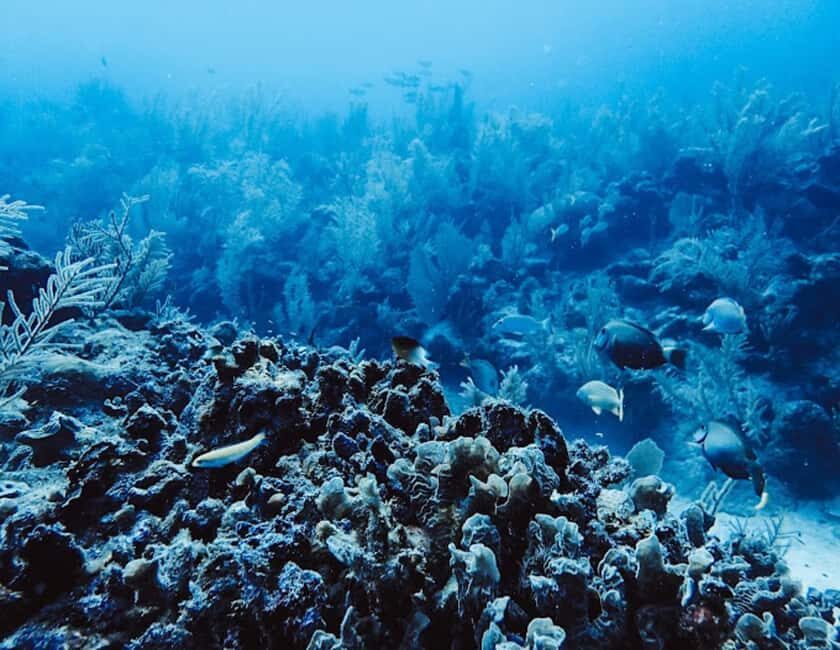 Tulum: Reef Snorkel Tour - The Experience in Detail