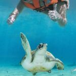 Tulum Ruins and Turtle Search at Akumal Plus Underground Cenote - Practical Tips for the Tour