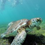 Tulum Ruins & Turtles Swim! Round Transportation From Cancun & Riviera Maya - What Makes This Tour Stand Out