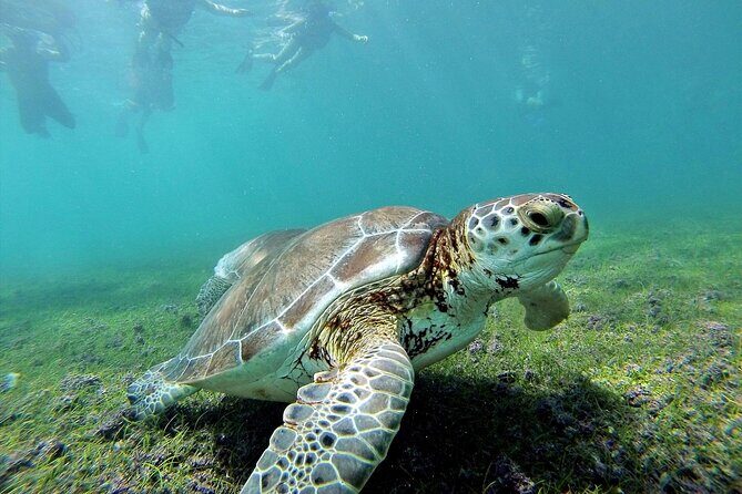 Tulum Ruins & Turtles Swim! Round Transportation From Cancun & Riviera Maya - What Makes This Tour Stand Out