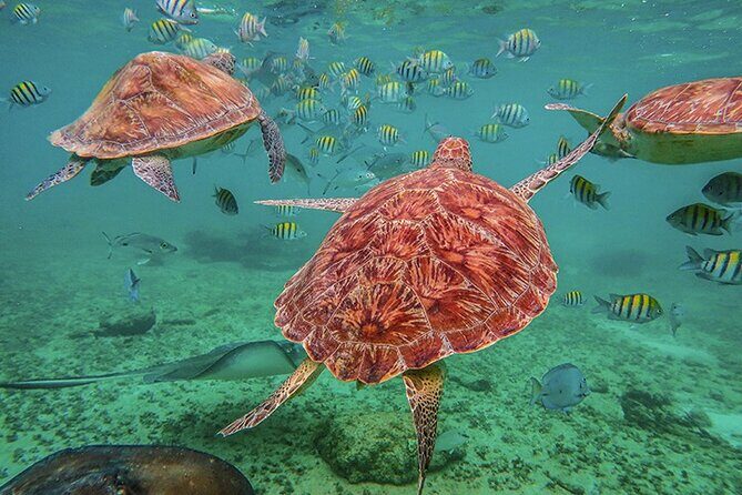 Tulum, Snorkeling with Sea Turtles, Cenote and Beachside Lunch - Logistics and Practical Details