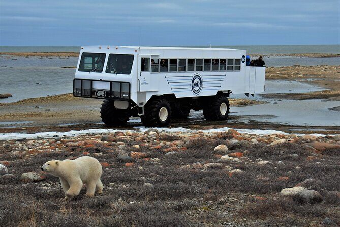 Tundra Buggy Autumn Day Tours - Who Is This Tour Best Suited For?