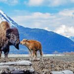 Turnagain Arm Sightseeing Experience and Wildlife Tour - Why This Tour Works Well
