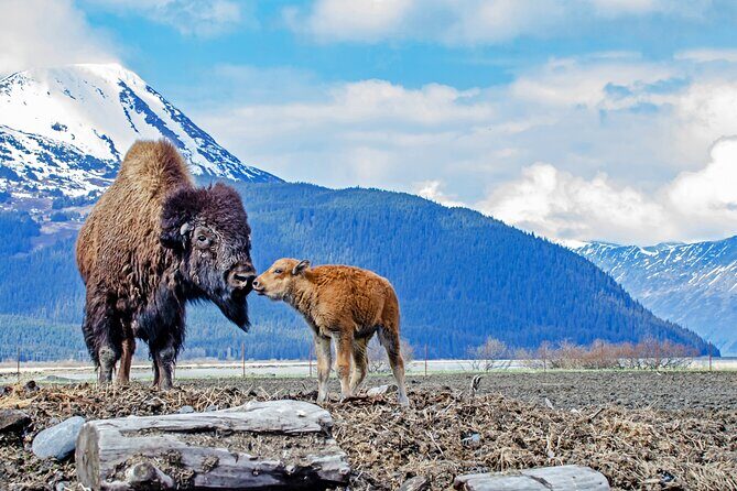Turnagain Arm Sightseeing Experience and Wildlife Tour - Why This Tour Works Well