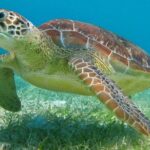 Turtle Adventure Express - What Sets This Tour Apart