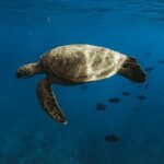 Turtle Canyon Snorkel Adventure in Waikiki - Who Will Love This Tour?