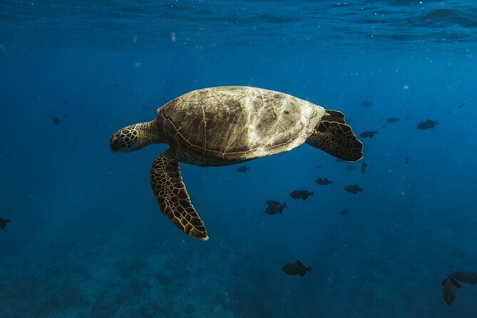 Turtle Canyon Snorkel Adventure in Waikiki - Who Will Love This Tour?