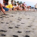 *Turtle Hatching + 3 Palos Lagoon Boat Ride & Crocs Farm - The Conservation Camp: Meet the Turtles