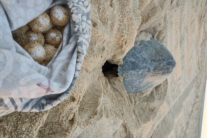 Turtle Night Patrol a Conservation Adventure in Los Cabos - Why This Tour Offers Great Value