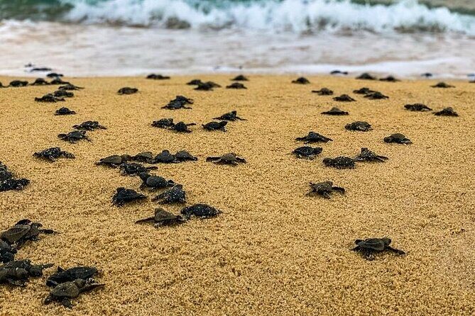 Turtle Release at Escobilla Beach - What to Expect from the Turtle Release Experience