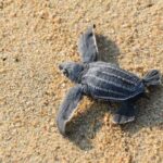 Turtle Release Escobilla Sanctuary and crocs in Ventanilla. - Who Is This Tour Best For?