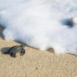 Turtle Release Playa Blanca - The Experience on the Ground