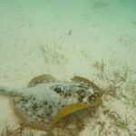 Turtle Snorkeling in Akumal - What Makes This Tour Special?