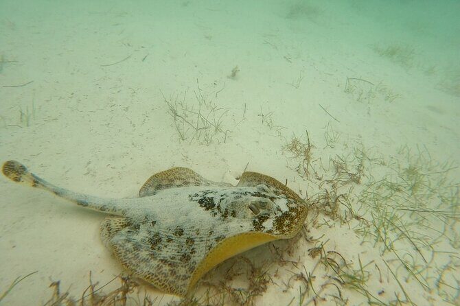 Turtle Snorkeling in Akumal - What Makes This Tour Special?