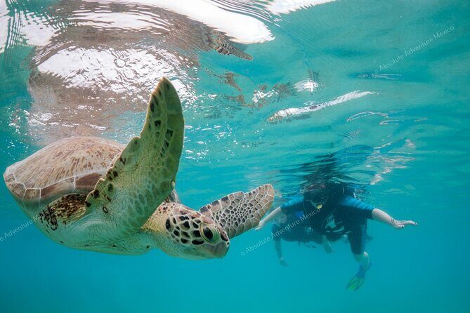 Turtle Snorkeling Private Tour  Sea Turtles & Cenote in Tulum - What Makes This Tour Stand Out?