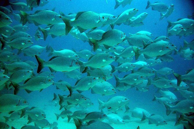 Turtles and Cenote from Cancun - In-Depth Look at the Itinerary