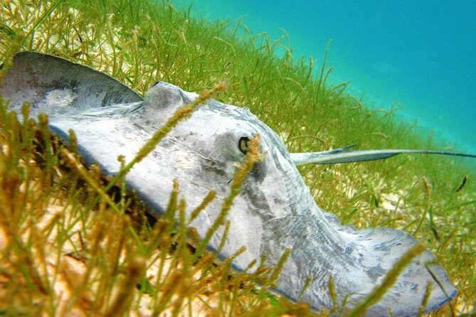 Turtles and Cenote from Riviera Maya - Who Will Love This Tour?