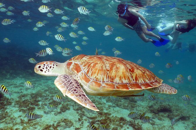 Turtles and Cenote snorkeling activity from Riviera Maya - The Practical Side: Pros and Cons