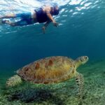 Turtles and Cenote Snorkeling Activity from Tulum - Additional Insights from Reviews